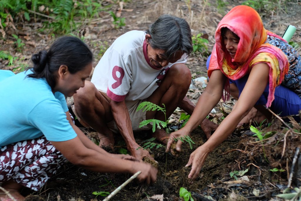 Wiederaufforstung von Nutzhölzern in Indonesien - südostasien
